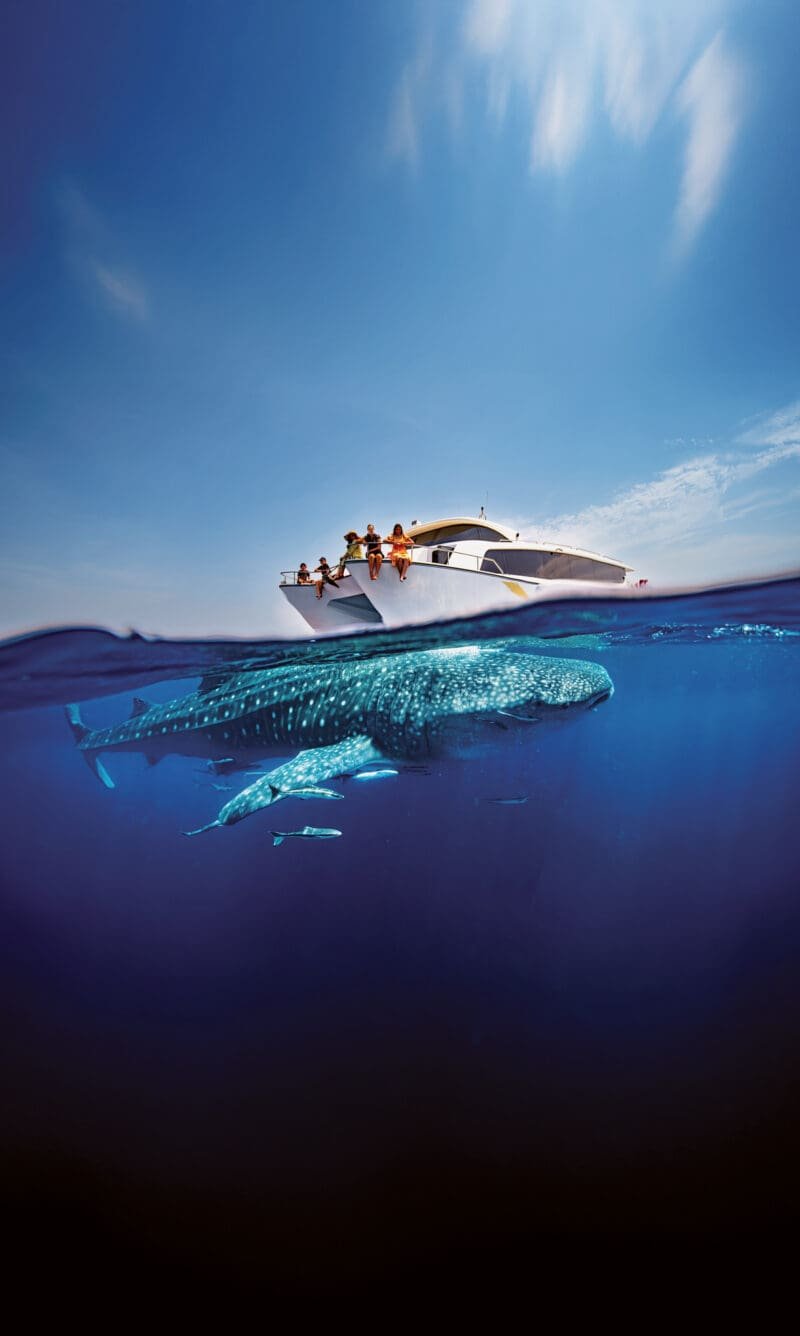Whale Shark Season in Qatar: A Rare Ocean Spectacle – Signé Magazine